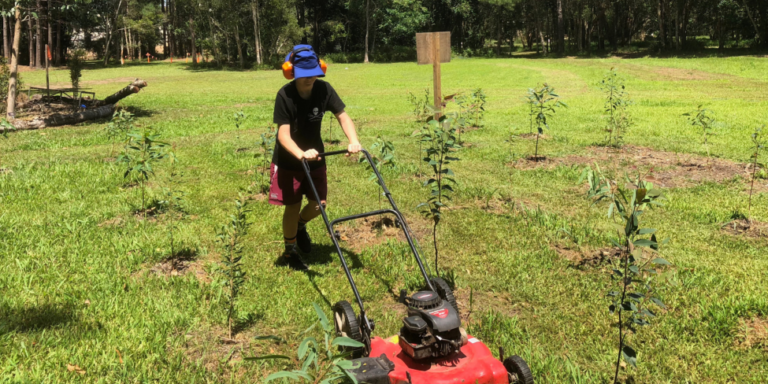 MIC Fodder Forest Feeds Baby Koalas | MIC – Montessori International ...